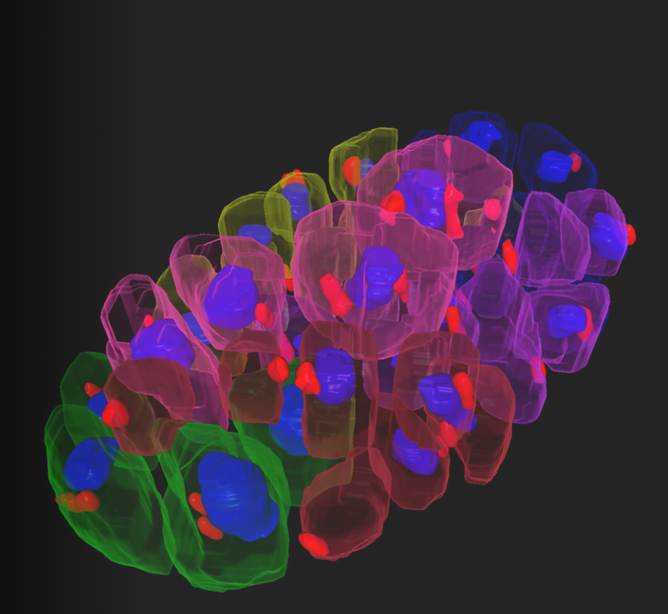 Image Analysis ZEISS arivis Webinar - Presented by Delisa Garcia